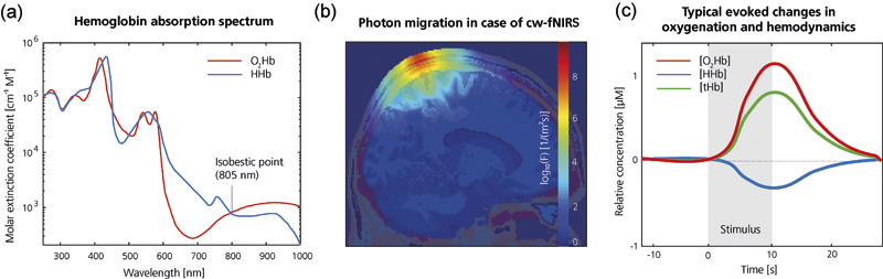 Measuring brain activity using functional near infrared spectroscopy: a short review ...