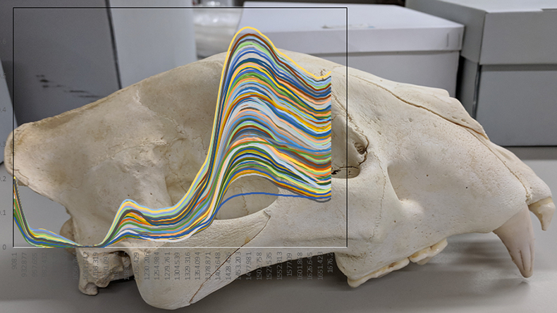 Near infrared spectroscopy, the skeleton key for bone identification ...