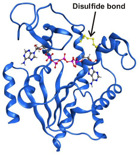 NMR helps map a transient enzyme state | Spectroscopy Europe/World